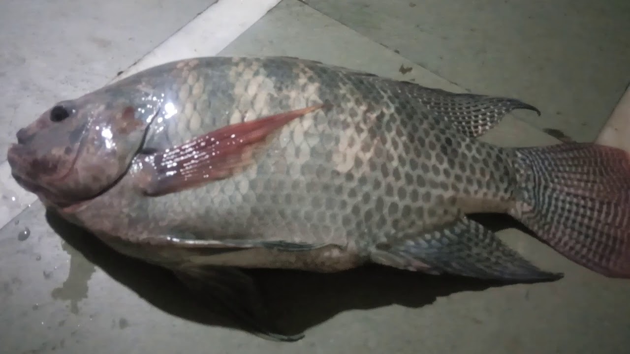 Gariya fish - YouTube