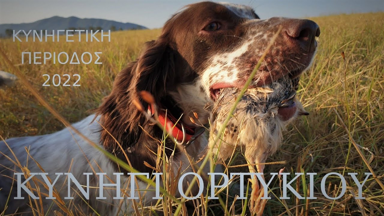 ΚΥΝΗΓΙ ΟΡΤΥΚΙΟΥ στιγμές εκπληκτικές-2022 QUAIL HUNTING amazing moments ...