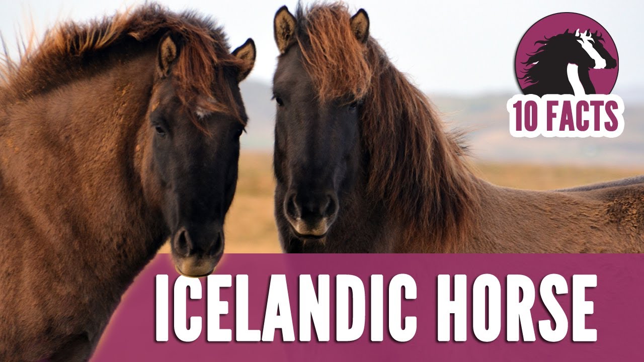 10 Fascinating Facts About Icelandic Horses YouTube 10-fascinating-facts-about-icelandic-horses-youtube