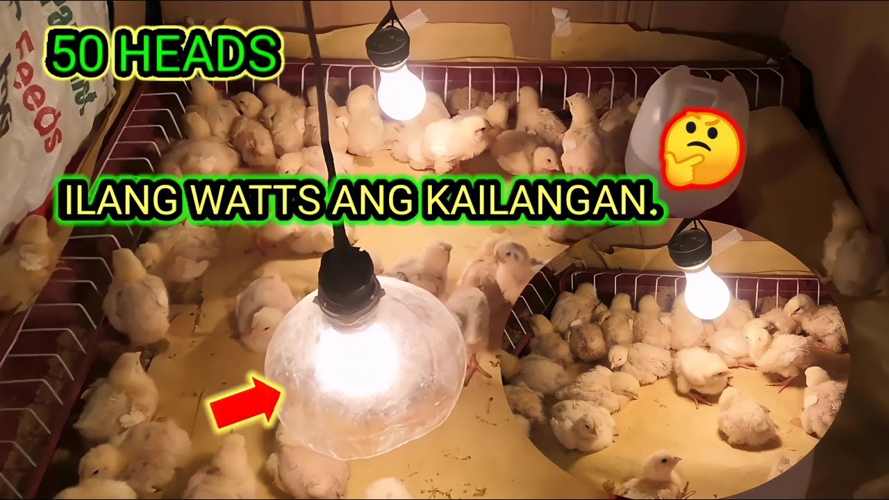 ILANG WATTS NA ILAW ANG KAILANGAN PARA SA 50 HEADS BROILER CHICKEN BROODING CAGE | BACKYARD ...