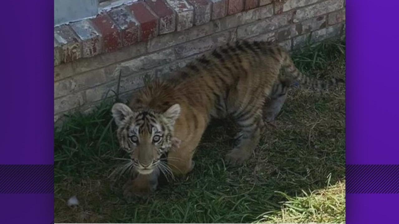 Tiger was seized by law enforcement while serving an arrest warrant on ...