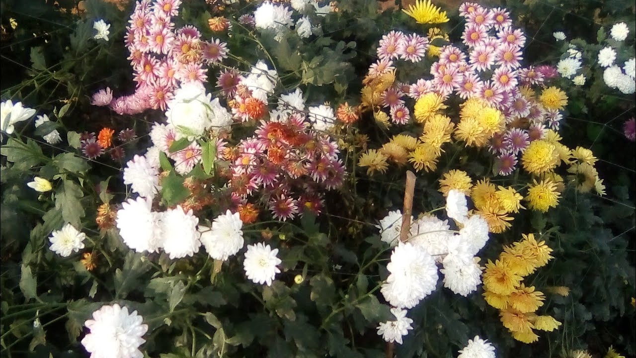 Chrysanthemum/ Gul e daudi introduction & care tips | different colors ...