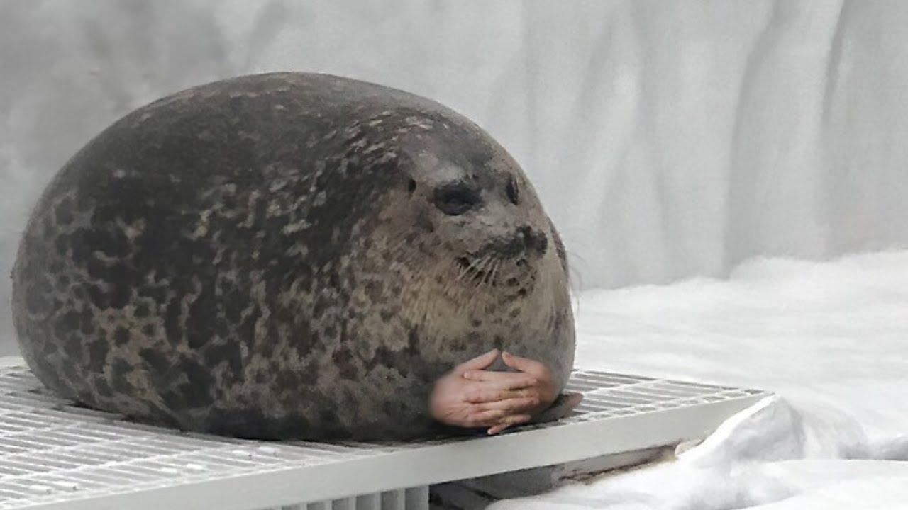 Funny Relatable Memes Try Not To Relate Challenge - YouTube