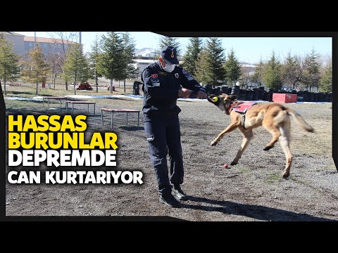 Deprem Arama Kurtarma Köpekleri JAKEM’de Eğitiliyor