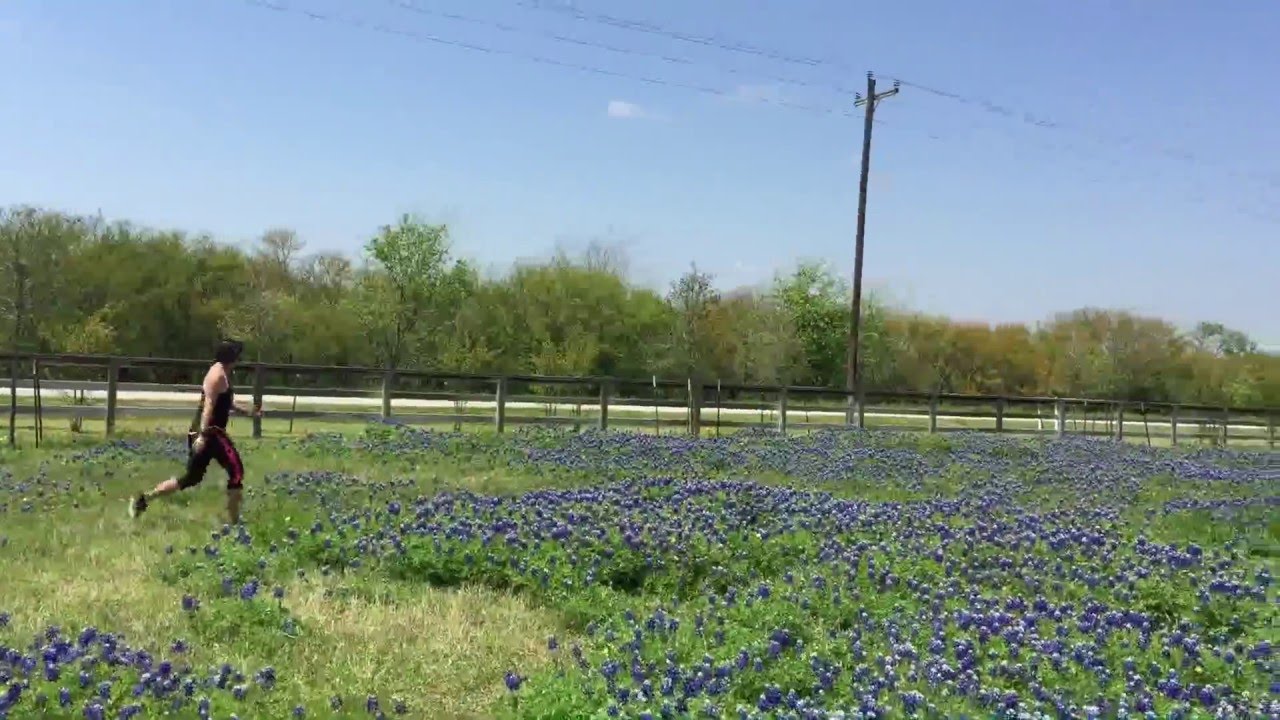 Texas Bluebonnets Brenham Texas - YouTube