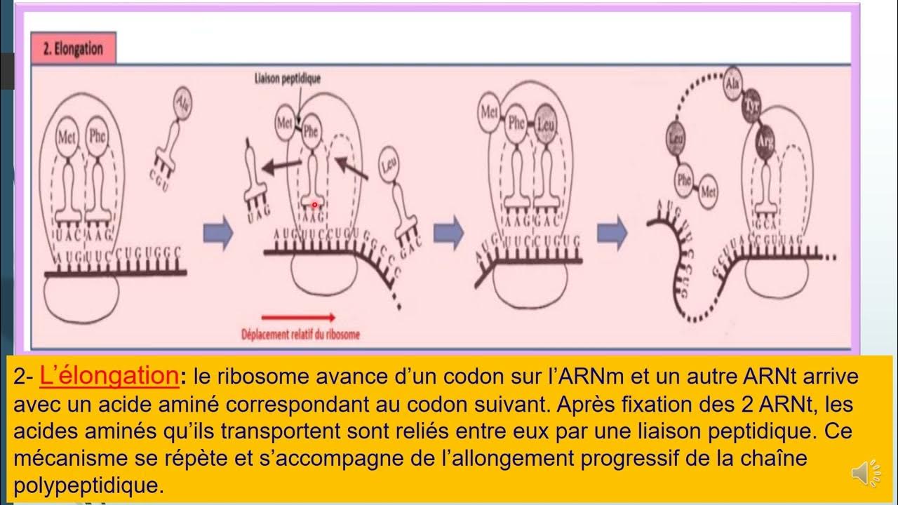 2BAC - Le déroulement de la traduction : synthèse des protéines شرح ...