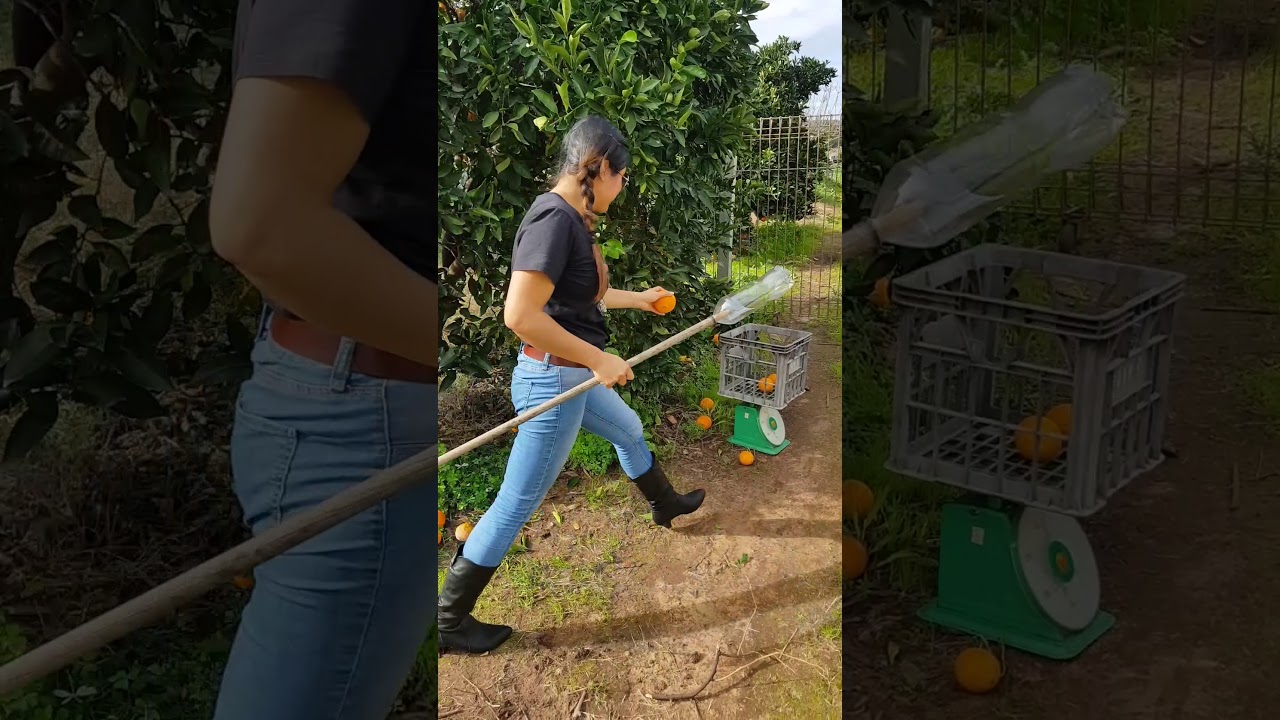 Pinakamadaling Panungkit na gawa sa Buti : let's harvest some oranges ...
