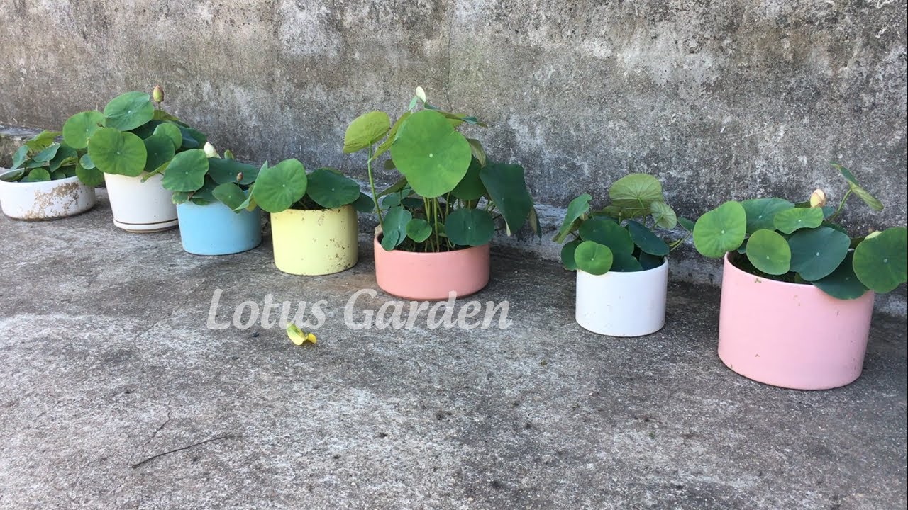 Growing mini lotus at home brings a lot of fun | growing mini lotus in ...