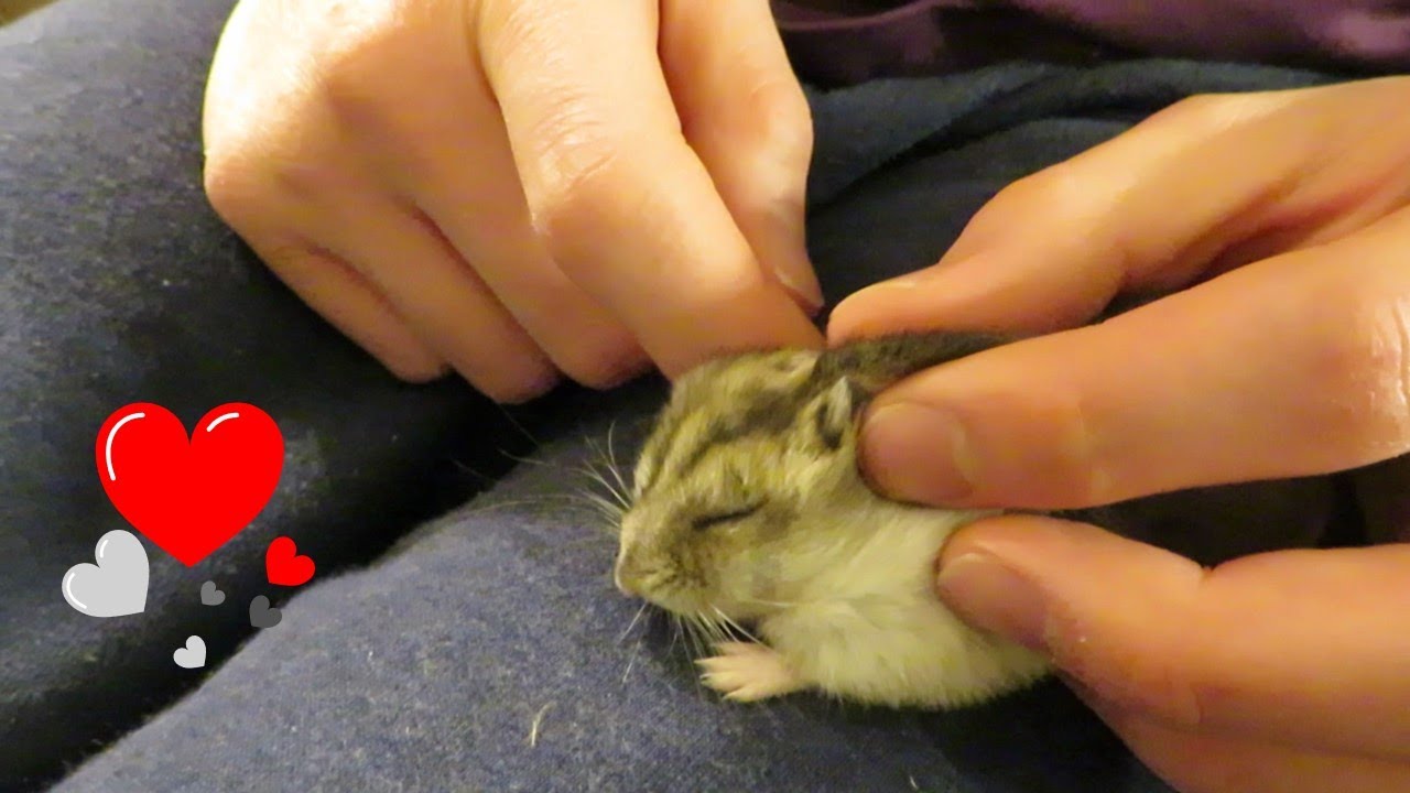 Cute Hamster is Relaxing with the Owner - YouTube