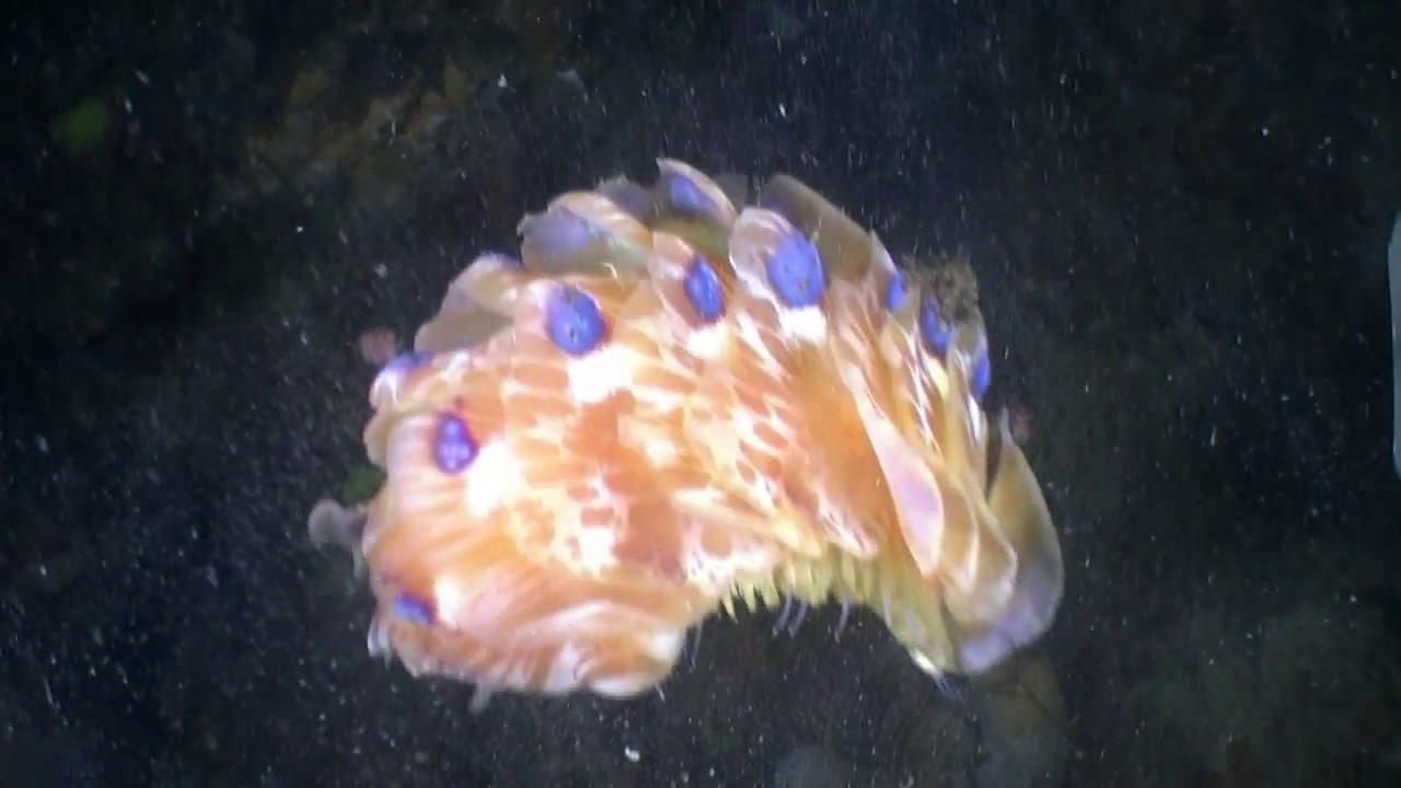 Amazing. Eulagisca gigantea - YouTube