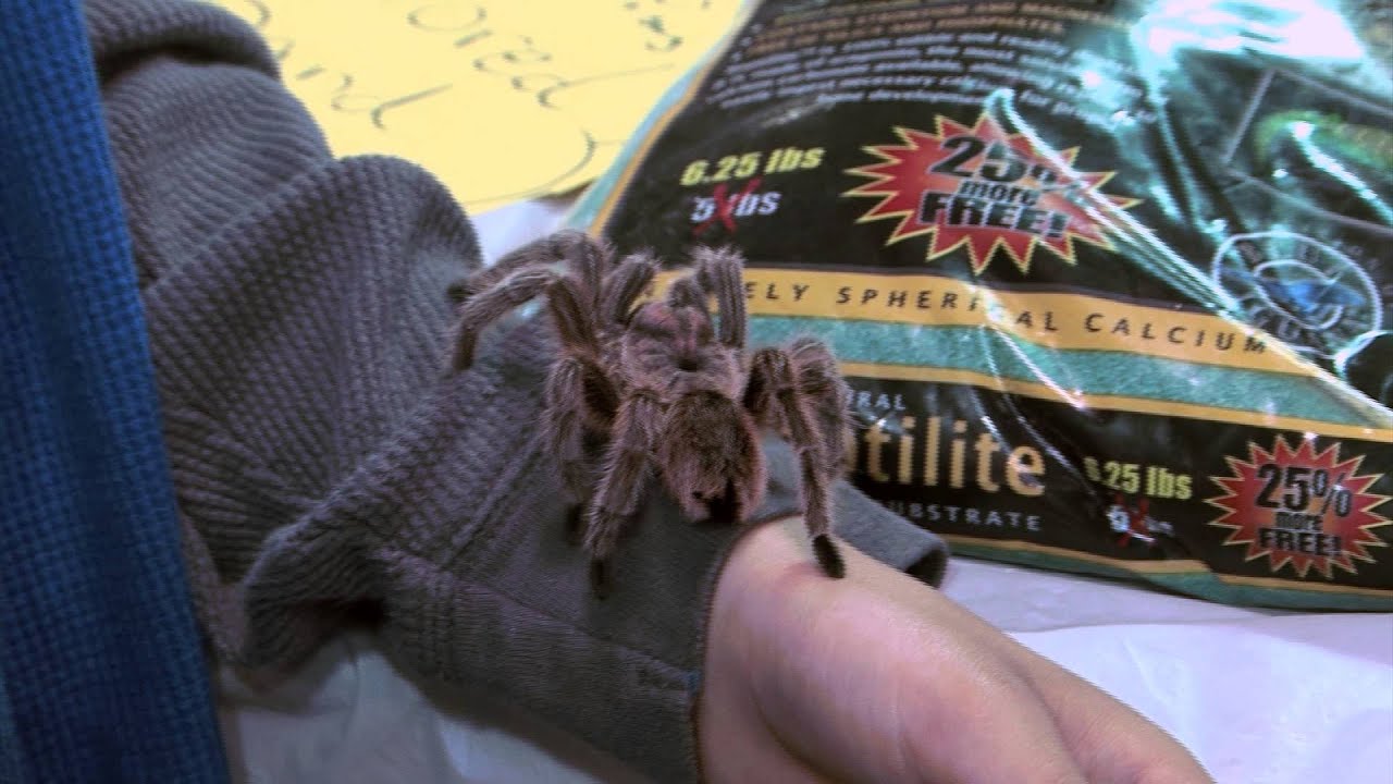 Repticon at America's Family Pet Expo - YouTube