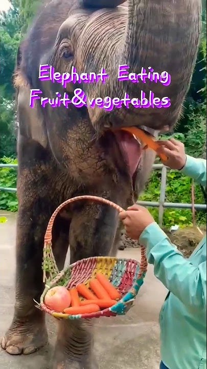 Elephant Eating fruit and vegetables - YouTube