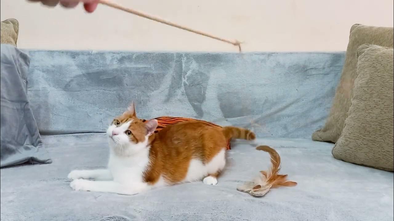 Корма которые не стоит покупать - роял канин, пурина про план и хиллс ...