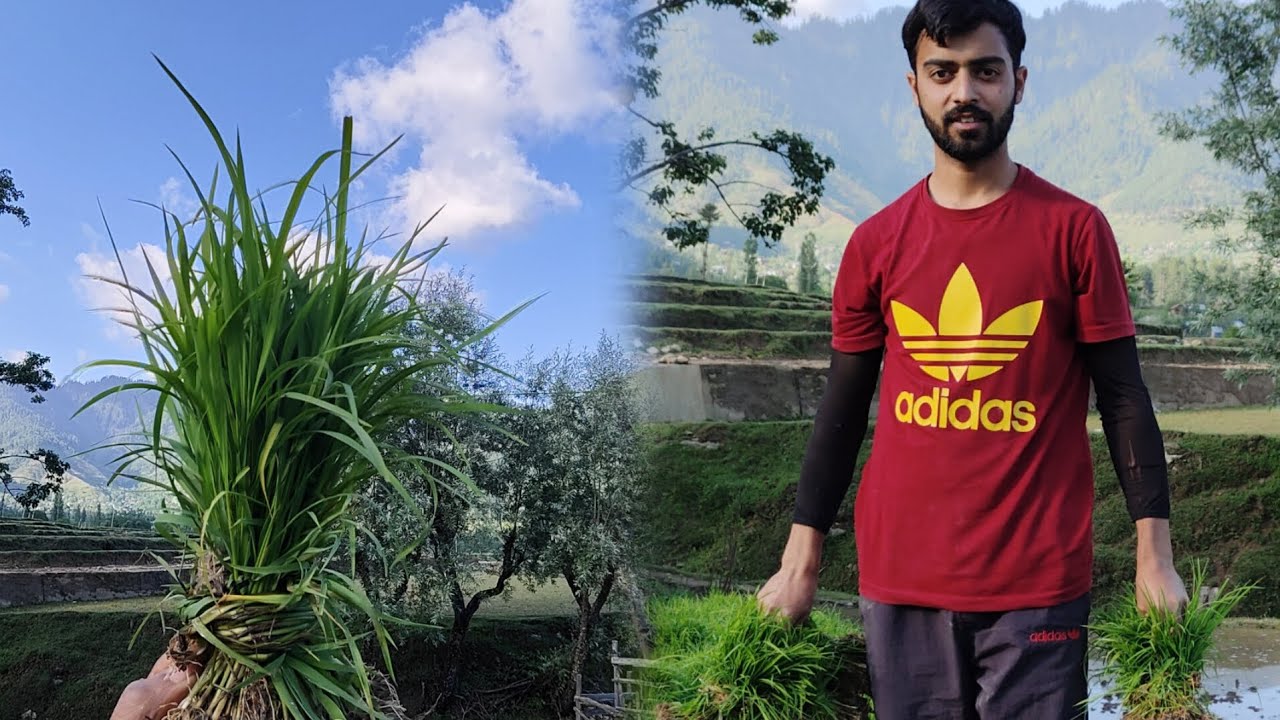 Thal season start in kashmir 🥰🎉 || maine aaj thal lagayee🤗 ️ - YouTube