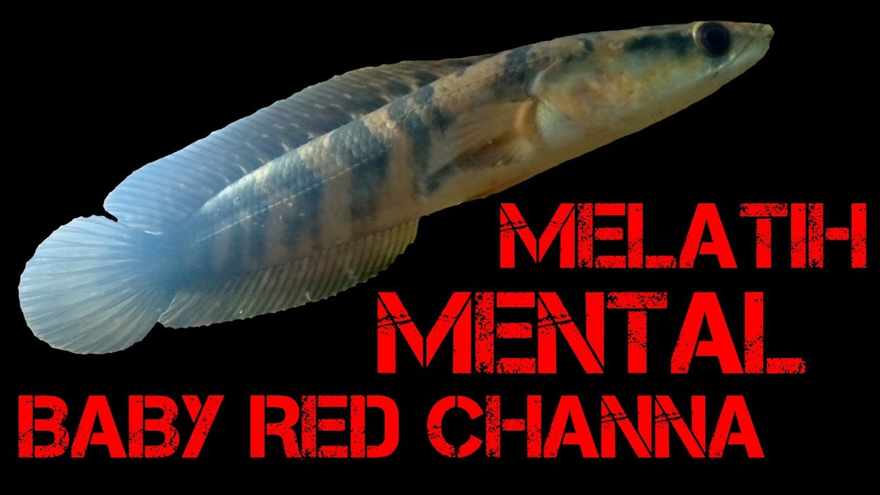 Melatih Mental Baby Channa Red Marulioides / Emperor snakehead 9cm ...