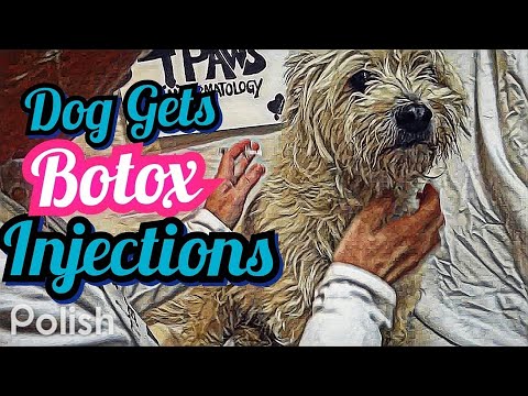 Puppy Receives Botox Lip Injections. Results will surprise you - YouTube