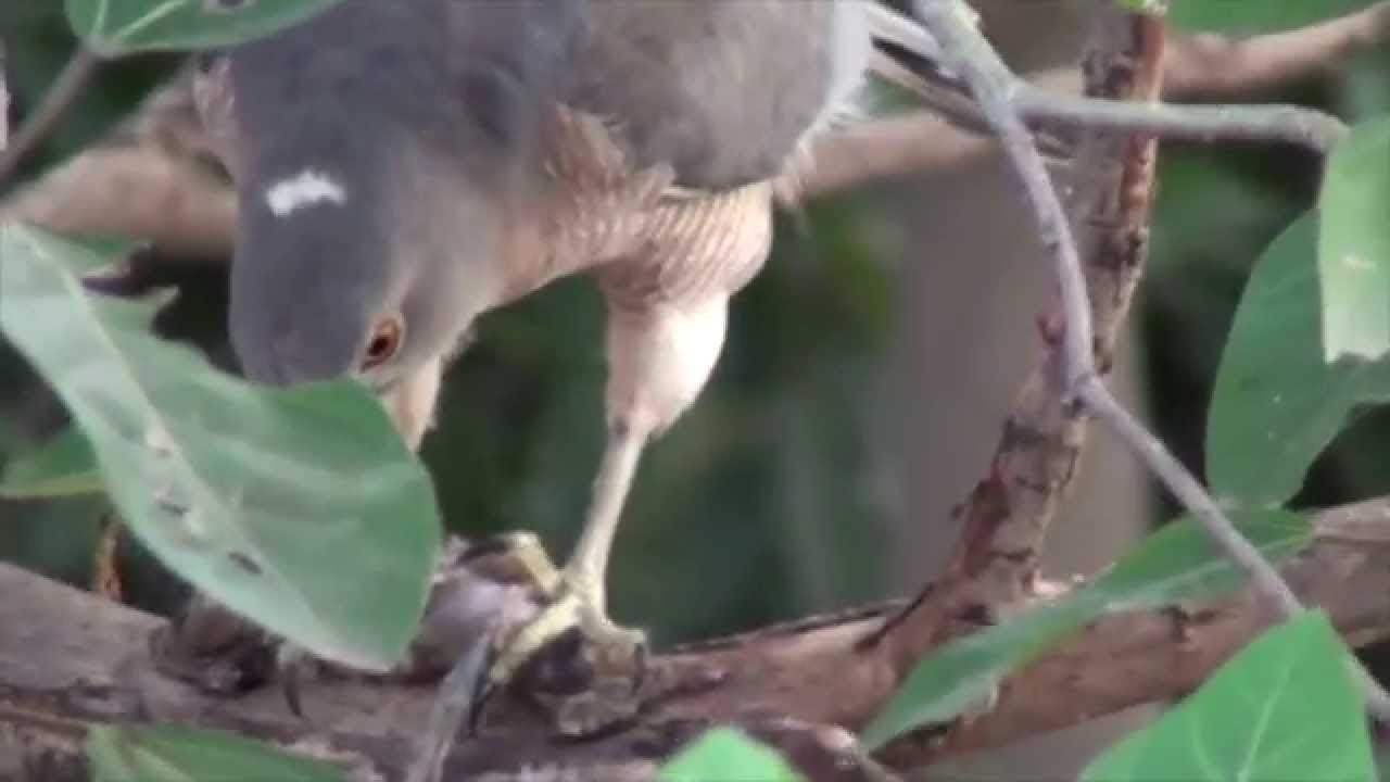 Shikra (Female) - eating Shrew - YouTube