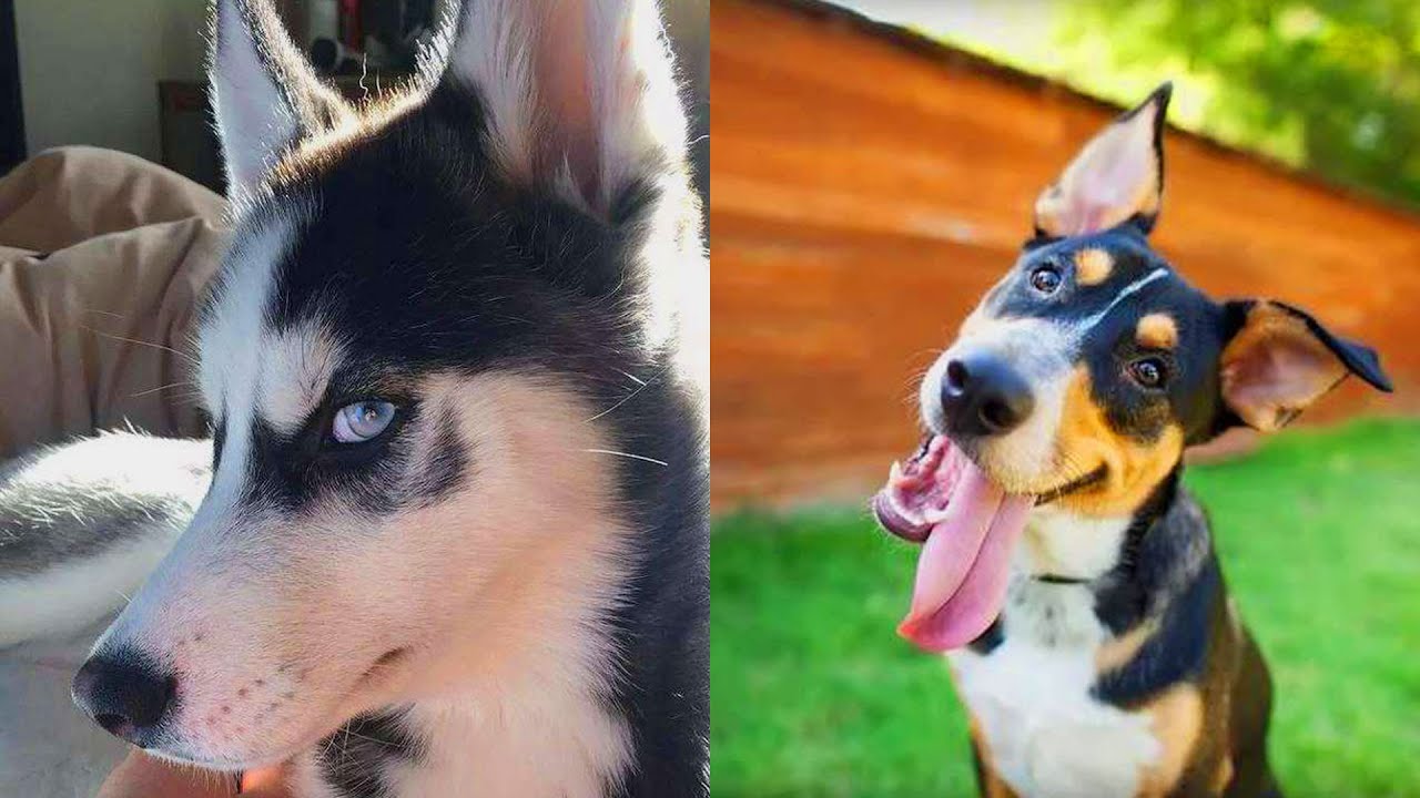 Pet Dog Hilarious Compilation - 🐶Dog's wonderful moment Funny Dog ...