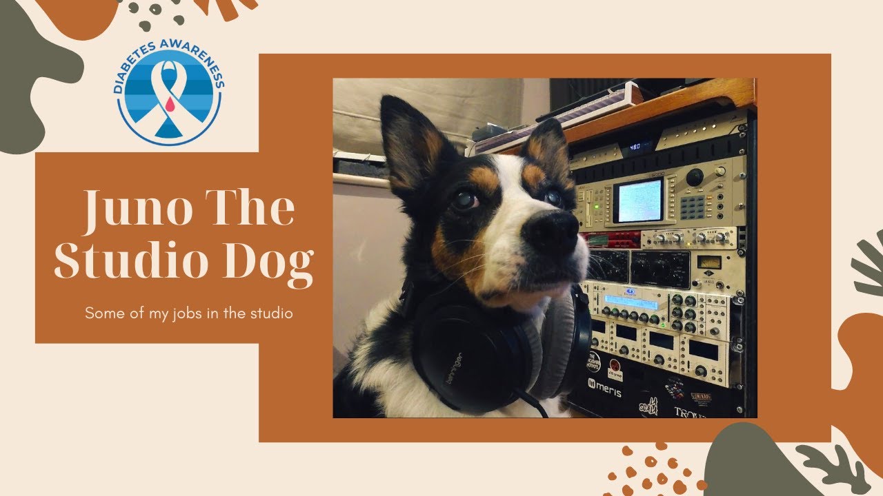 The Life Of A Diabetic Recording Studio Dog YouTube The Life Of A Diabetic Recording Studio Dog YouTube