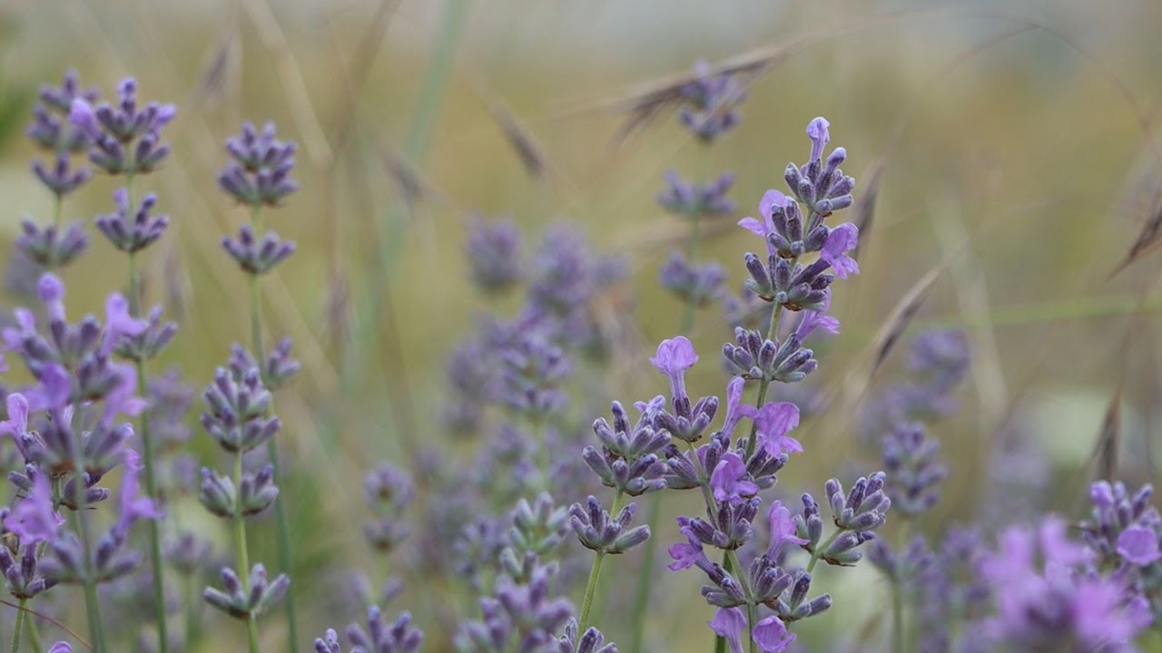 Lavender Flowers with Birds and Focus Music for 1 Hour - YouTube