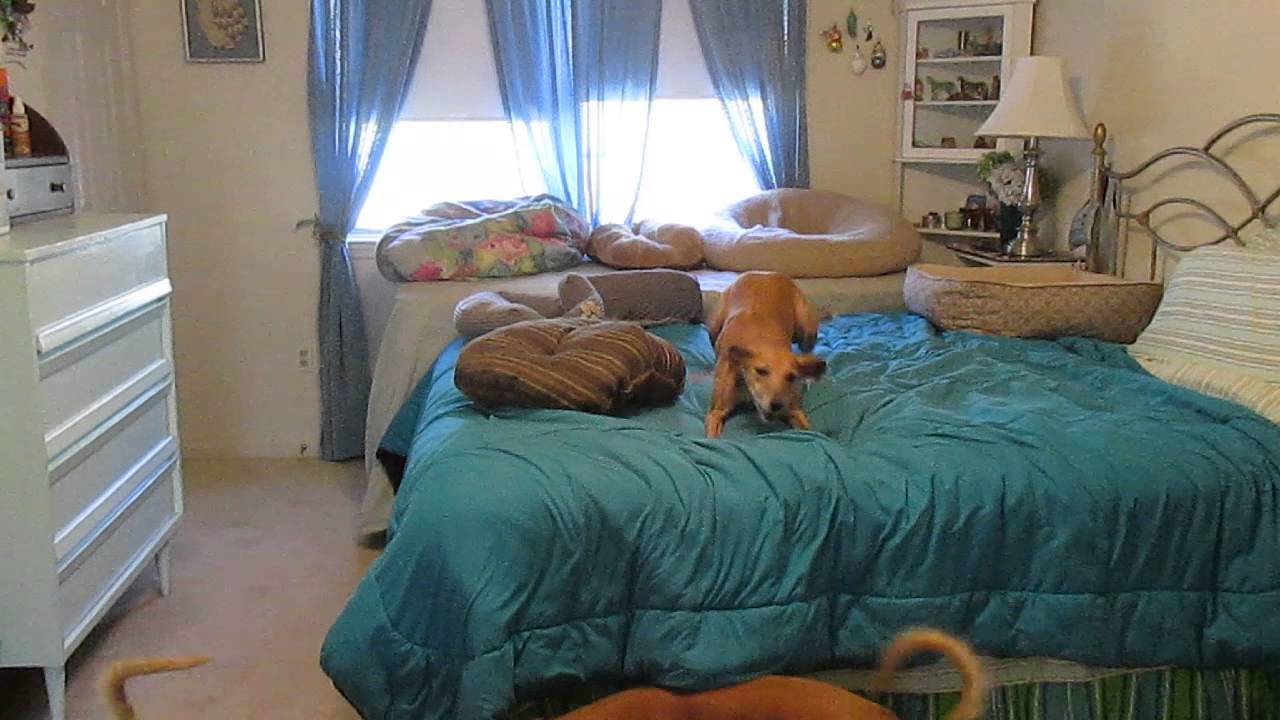 Wild and Crazy Whippet Girlz - YouTube
