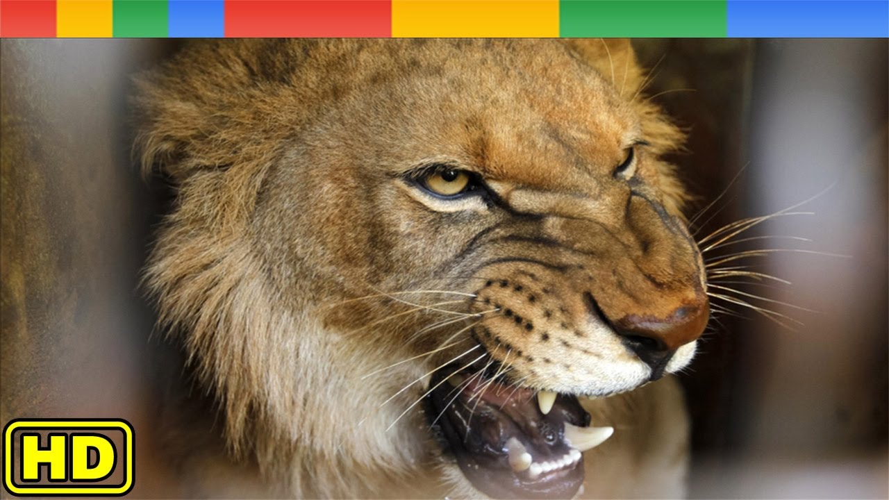 [Nat Geo Wild] The Last Lion of the Liuwa Plain - Animals Documentary ...