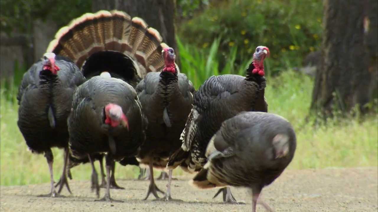 Free Birds presents -- Turkey Tidbits: Finding Your Flock - YouTube