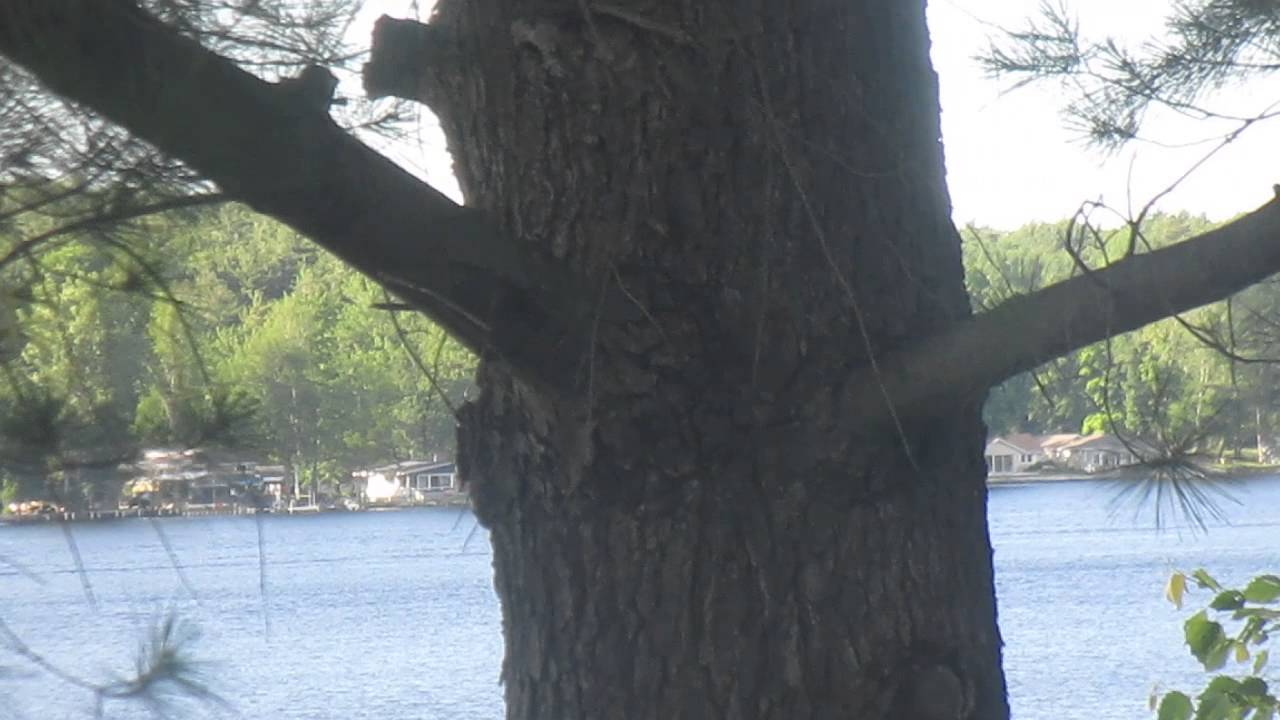 Plane taking off on Croton Pond Michigan, June 2015 - YouTube