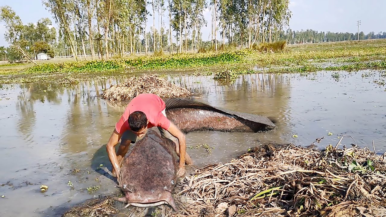 Awesome Traditional Hand fishing Video Big Catfish-big catfish fishing ...
