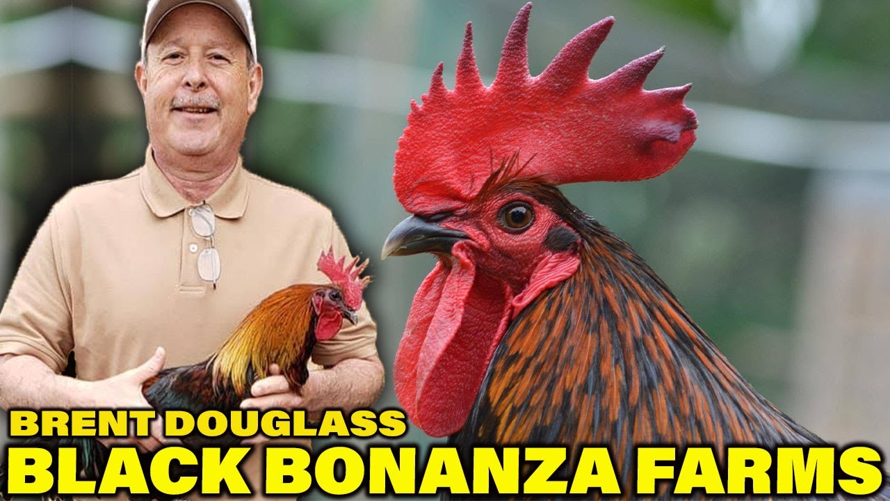 Brent Douglass Beautiful Black Bonanza Farms - YouTube
