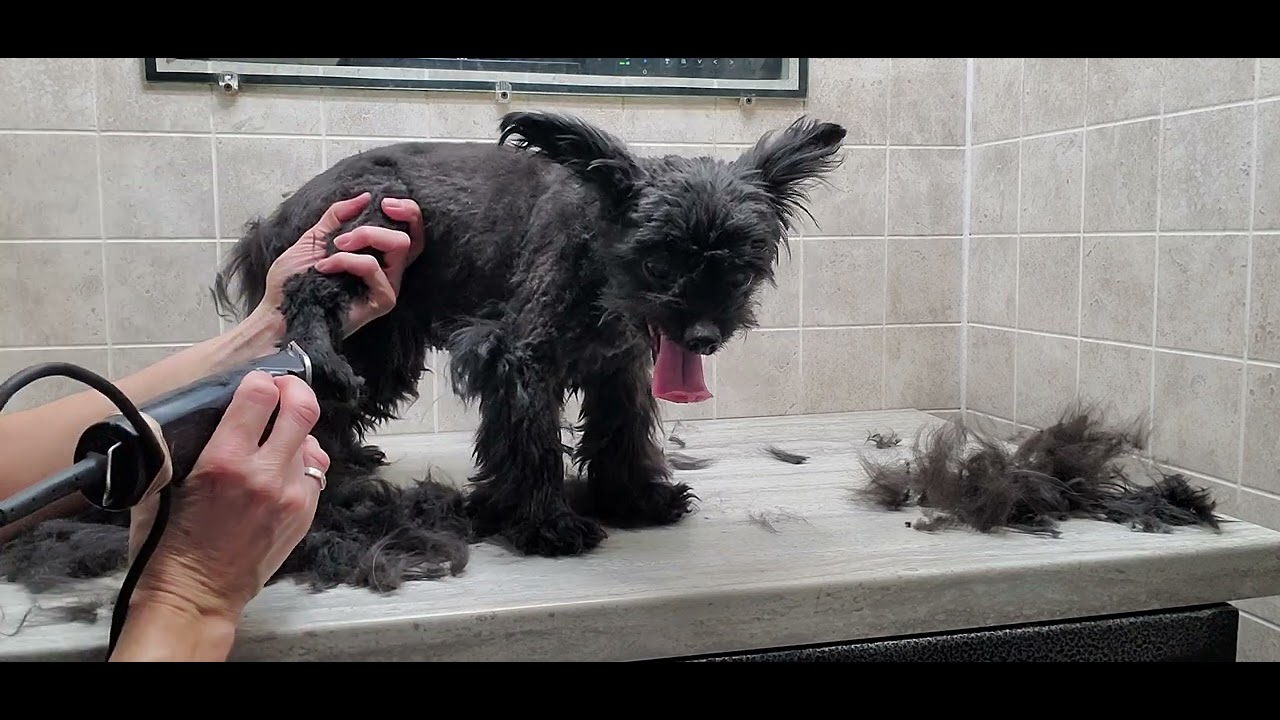 Pomeranian/Poodle Senior dog breed, full grooming transformation ...