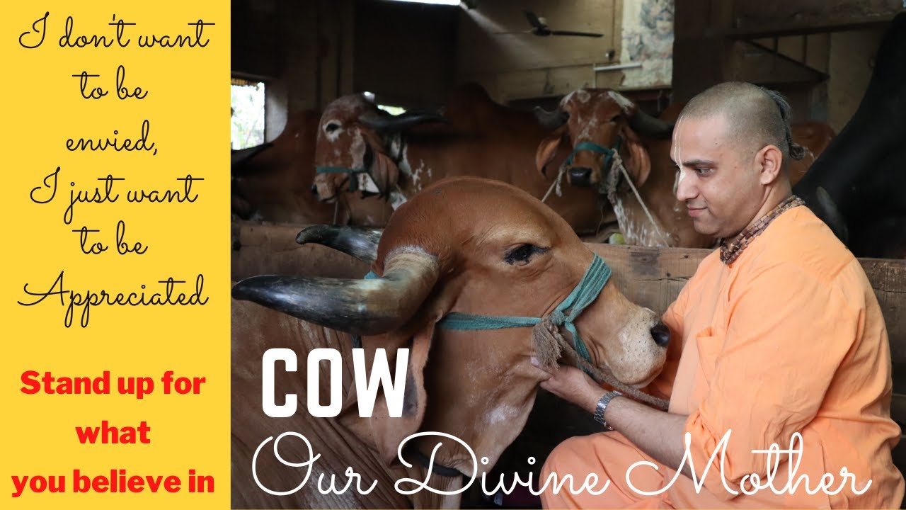 Cow Our Divine Mother | Mahatma Priya das - YouTube