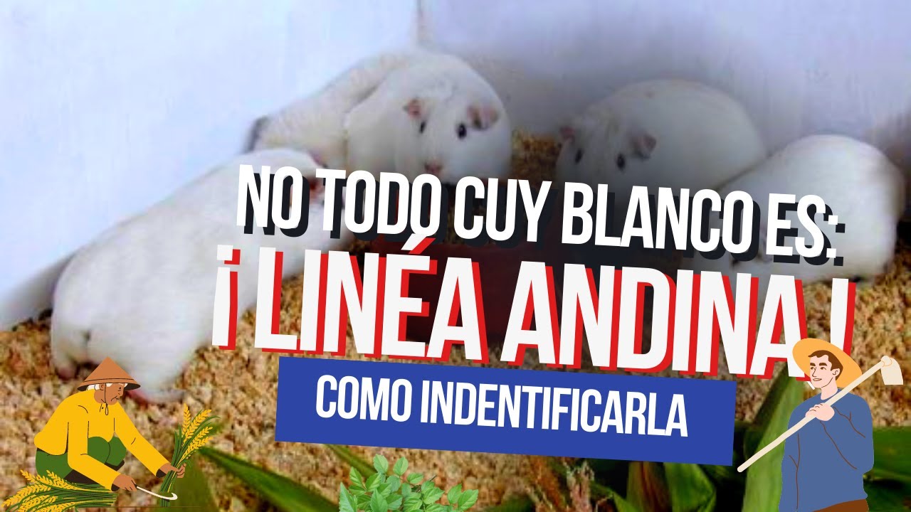 No TODO cuy BLANCO es Línea ANDINA - Como Identificarla - Sus ...