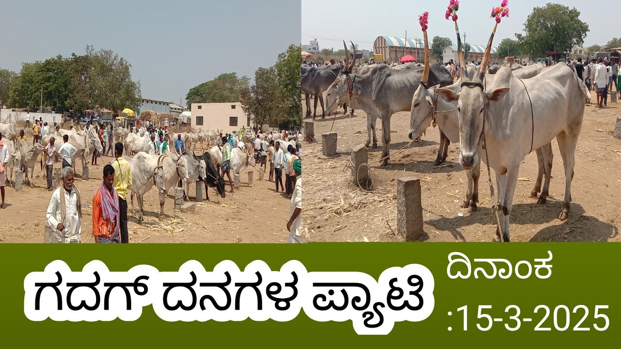 ಗದಗ ದನಗಳ ಪ್ಯಾಟೆ ದನಗಳ ಮಾರುಕಟ್ಟೆ ಗದಗ Oxen Market Gadag in Karnataka - YouTube