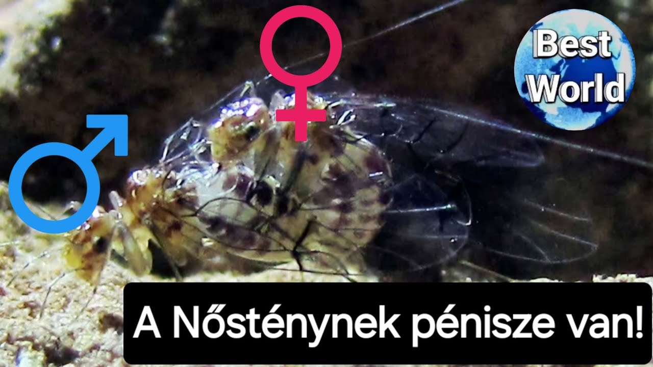 Pénisze van a nőstény egyednek? - Neotrogla bemutatása - YouTube
