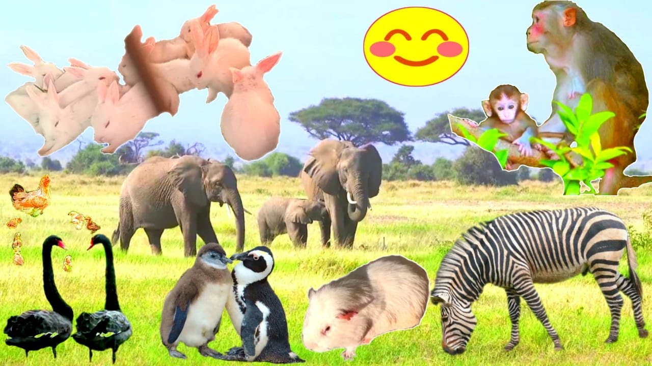 Cute Cute Animal Videos May 2023 ~ Elephant, Cute Duck, Chicken, Zebra ...