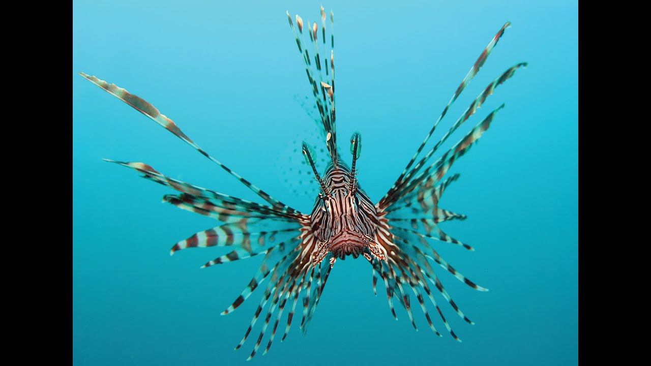 Jeremy Mckane on lionfish, sensors and the future of protecting our ...