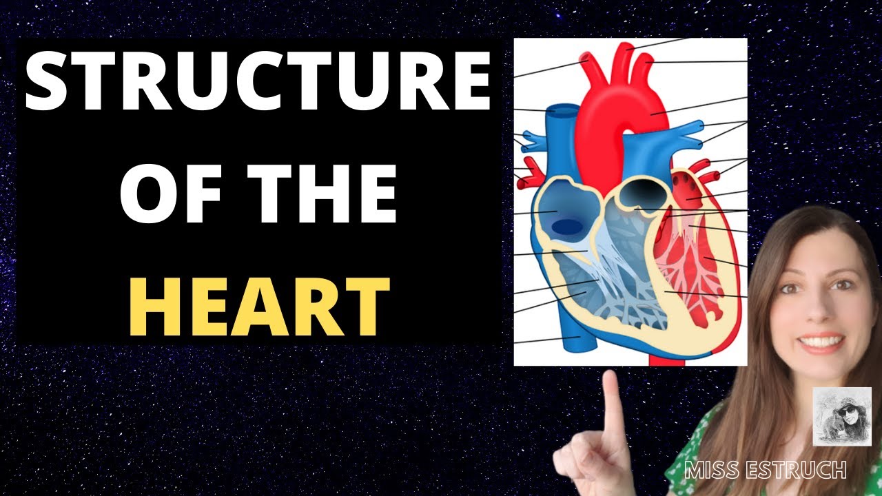 Heart Structure -A-level Biology. Atria, ventricles, blood vessels ...
