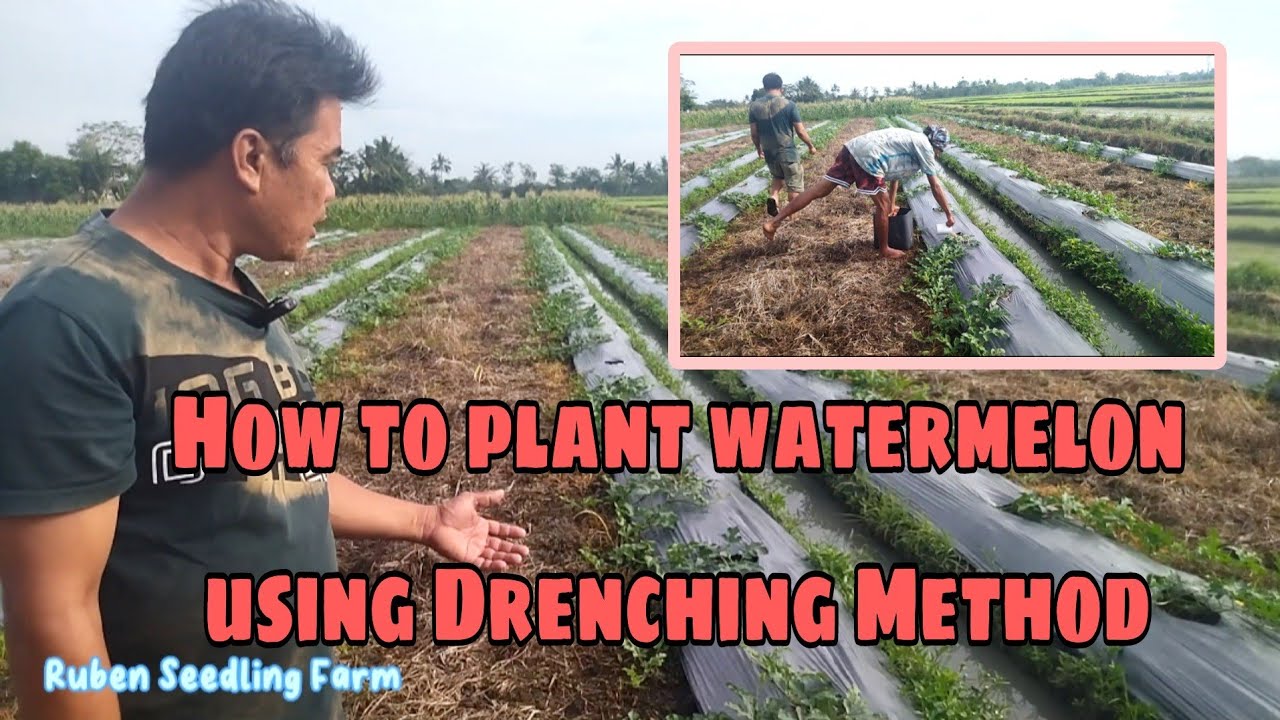 How to plant watermelon using Drenching Method? - YouTube