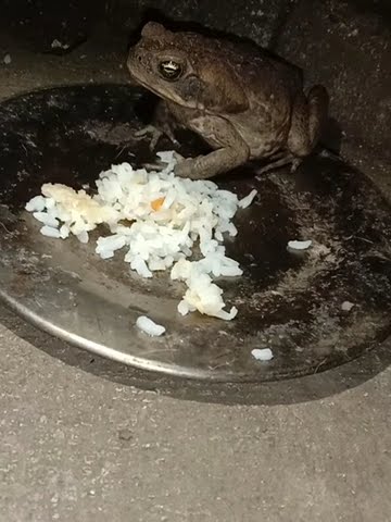 FROG EATING RICE - YouTube