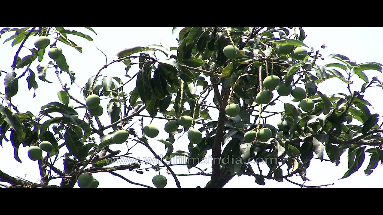 All green- Ripe mangoes on Dehradun trees - YouTube