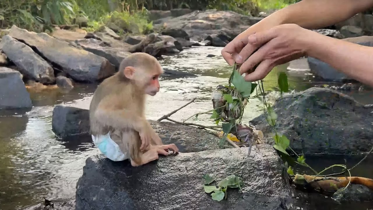 Super fun! Monkey Luk excited to go catch stone crabs with dad - YouTube