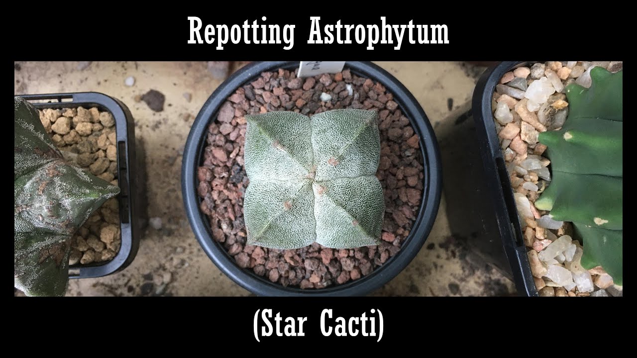 How to repot Astrophytum (star cacti) - YouTube
