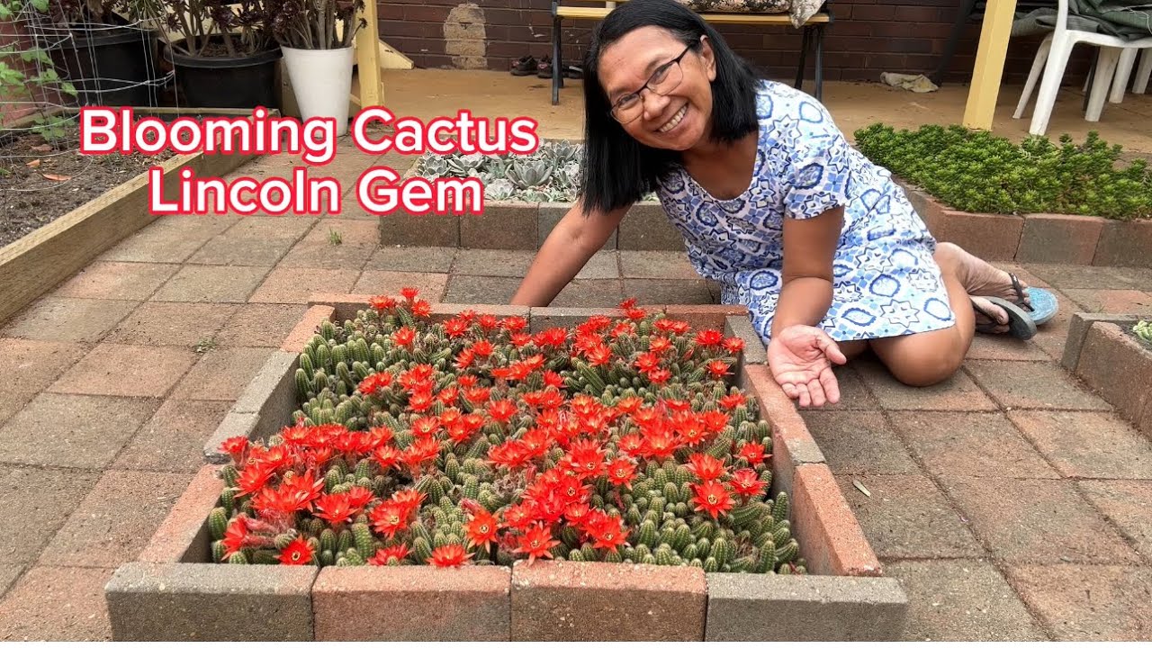 Flowering Lincoln Gem Cactus #flowers #gardening #cactus #hobby # ...