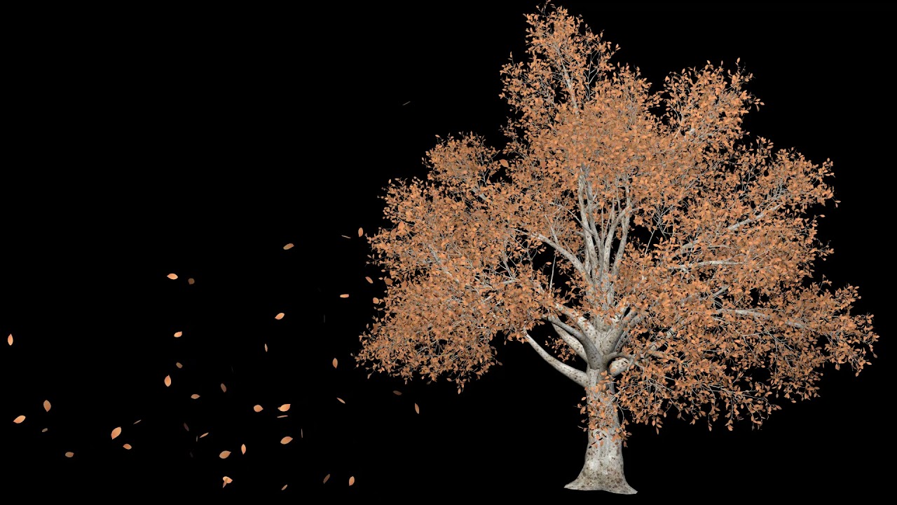 Transparent Tree Leaf Falling | Green Screen Tree Video - YouTube
