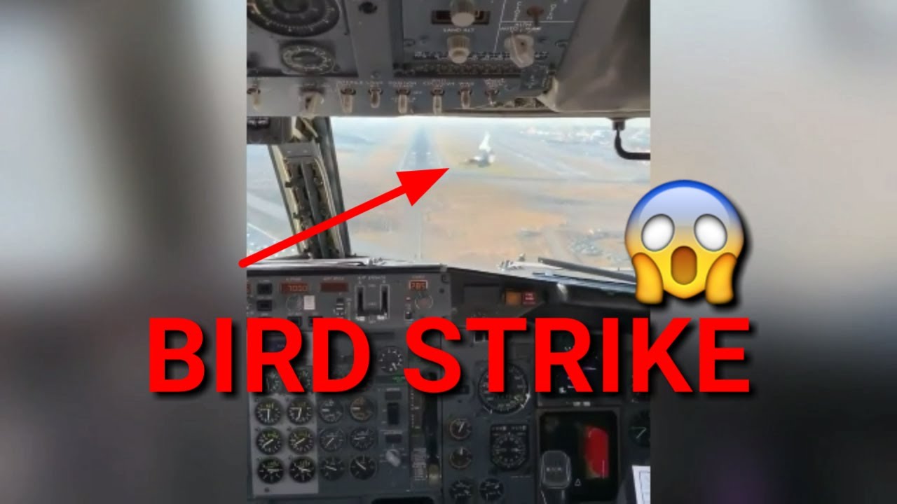 Bird Strike!! Inside The Cockpit Boeing 737-500 Classic On Final ...