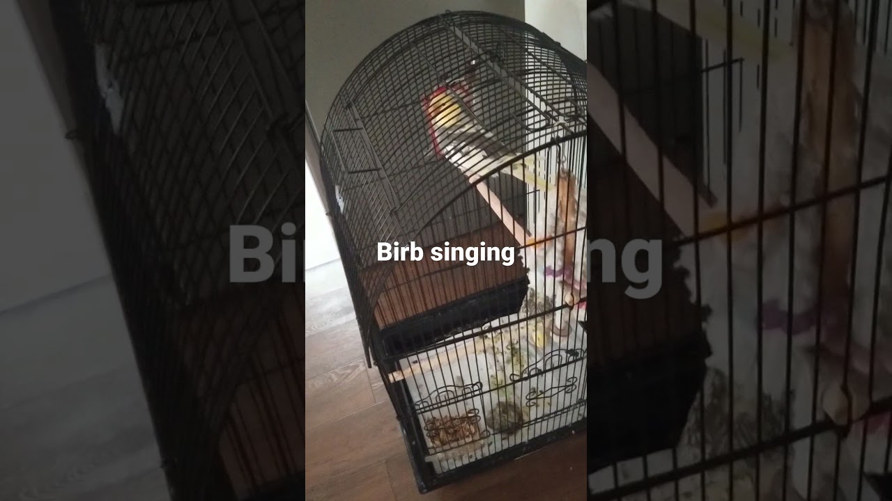 birb singing - YouTube