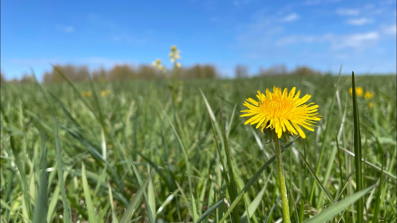 Lithuania 4K - Green field, yellow flowers, white-blue sky - YouTube