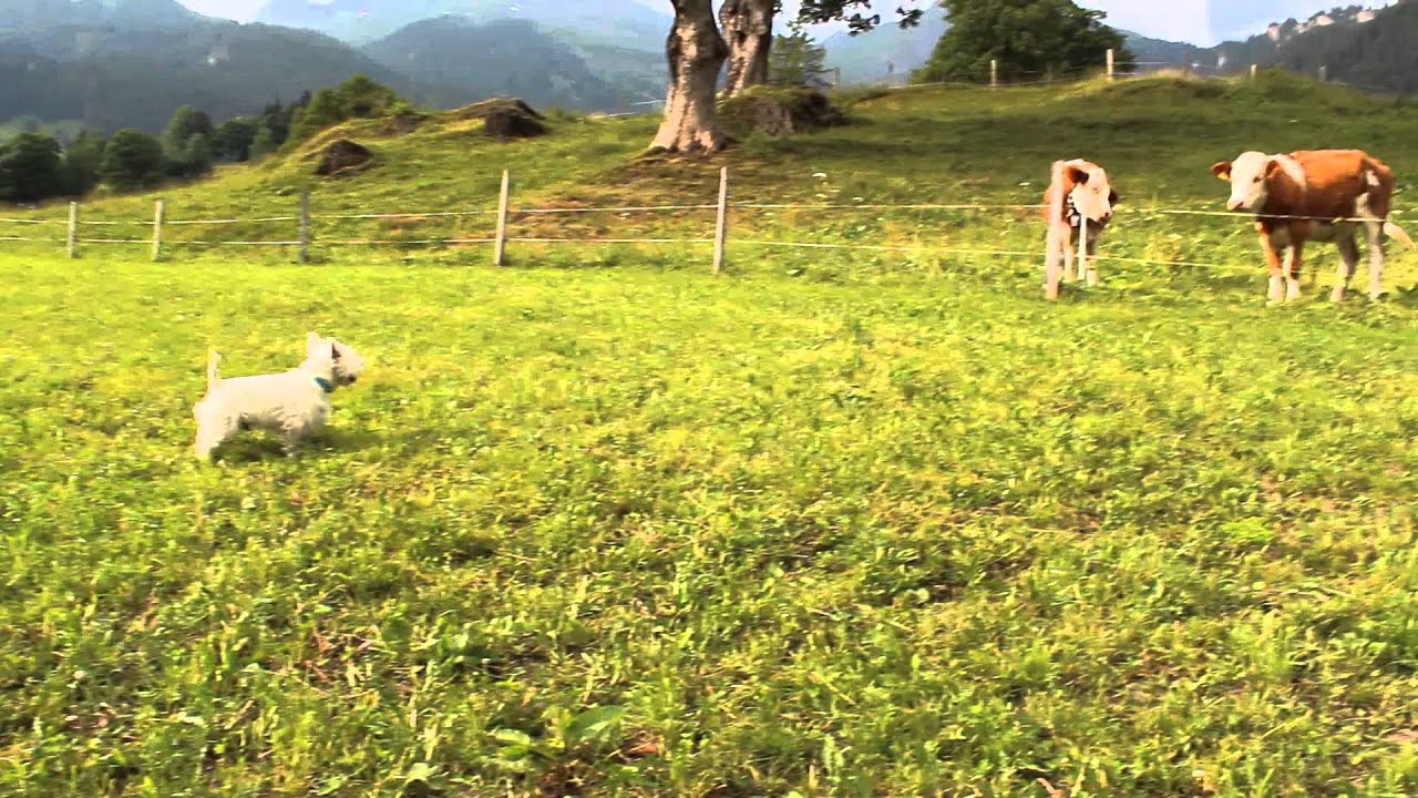 Mac, el Westie. Dog vs Cow - YouTube