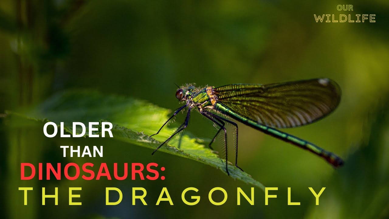Dragonflies: The Hidden World of Aerial Predators - OUR WILDLIFE - YouTube